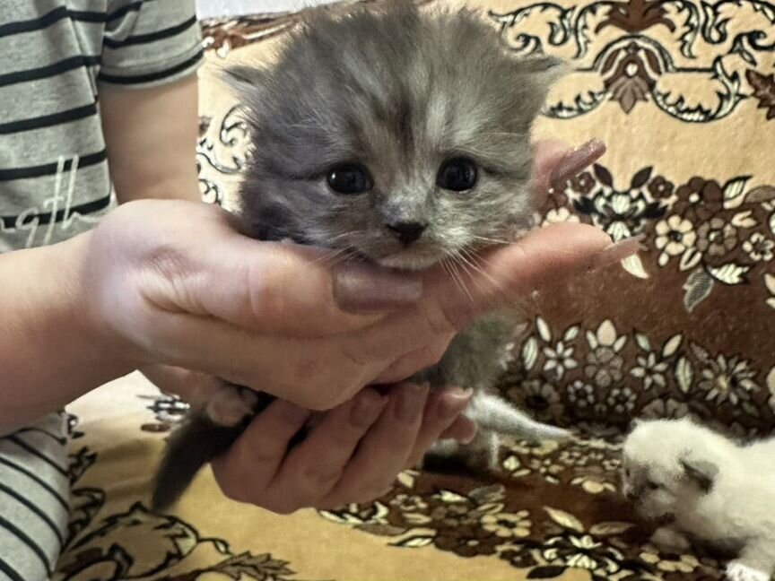 Шотландские котята