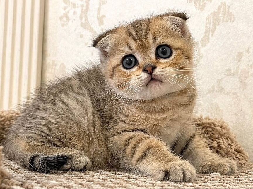 Вислоухий тигровый Золотой котик 1,5 мес