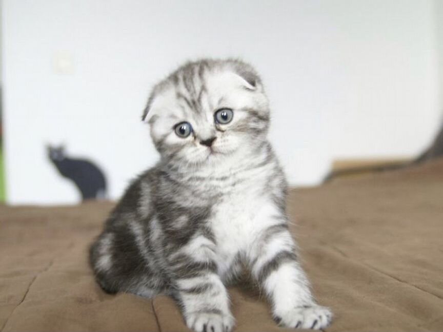 Шотландские котята