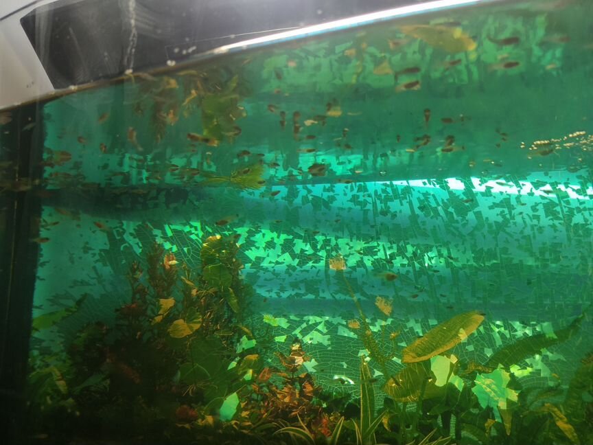 Мальки рыба для аквариума