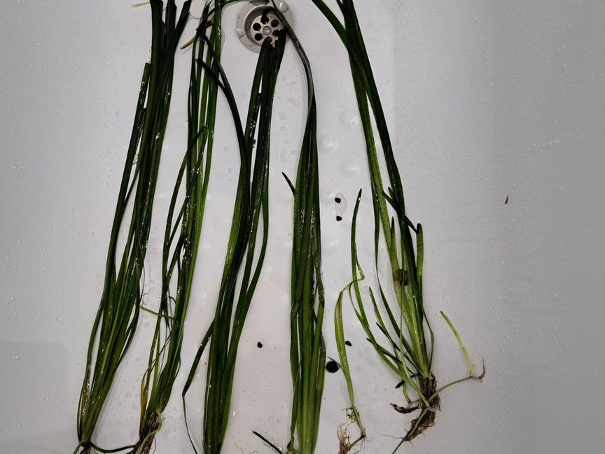 Валлиснерия