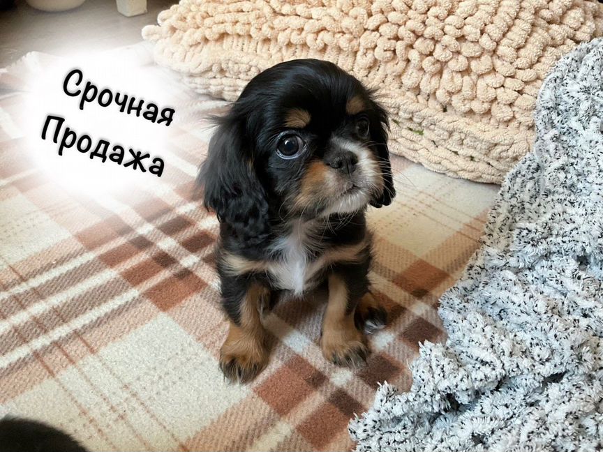 Кавалер кинг чарльз спаниель