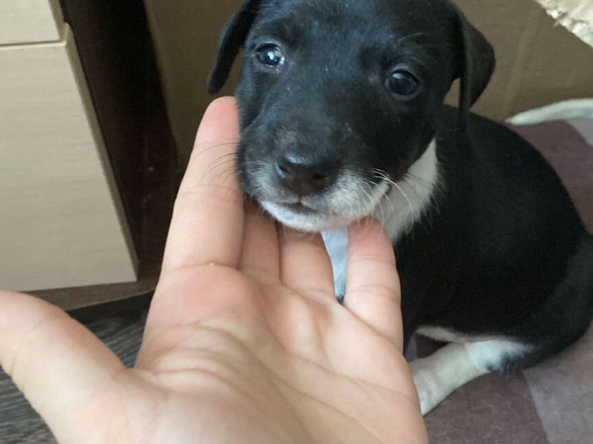 Собака в добрые руки отдам бесплатно