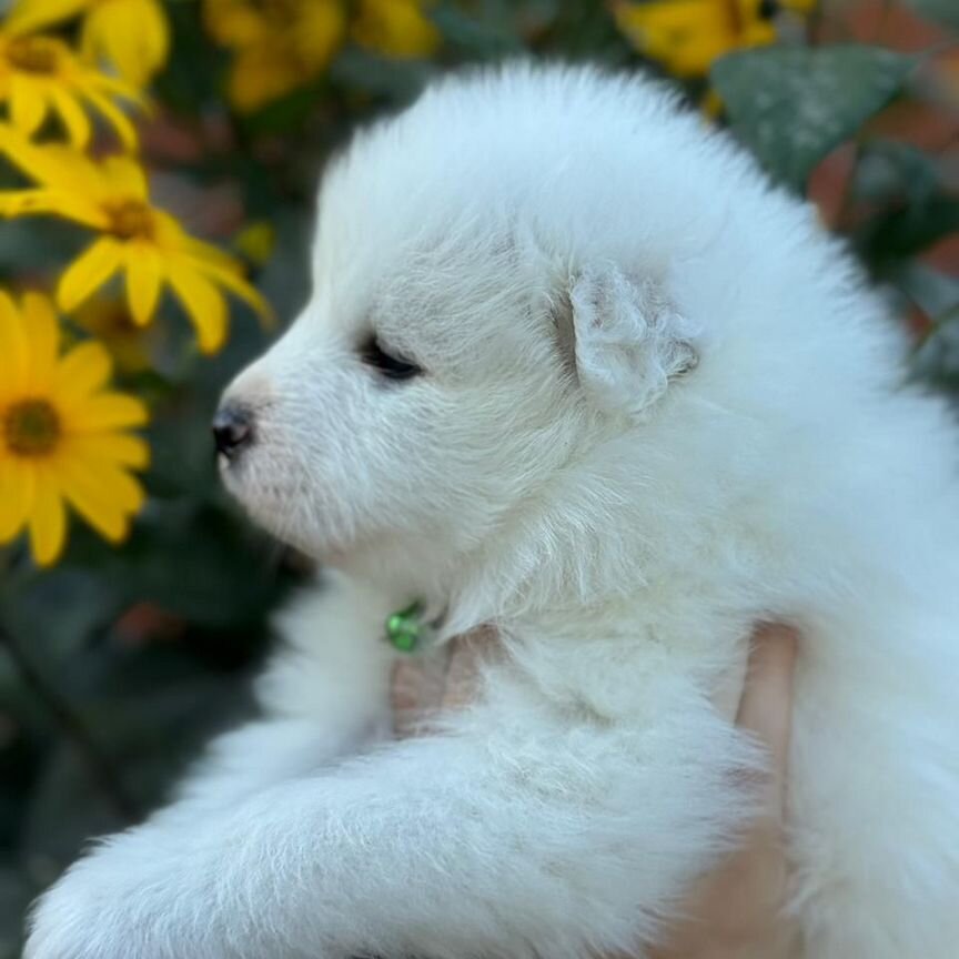 Щенки самоеды