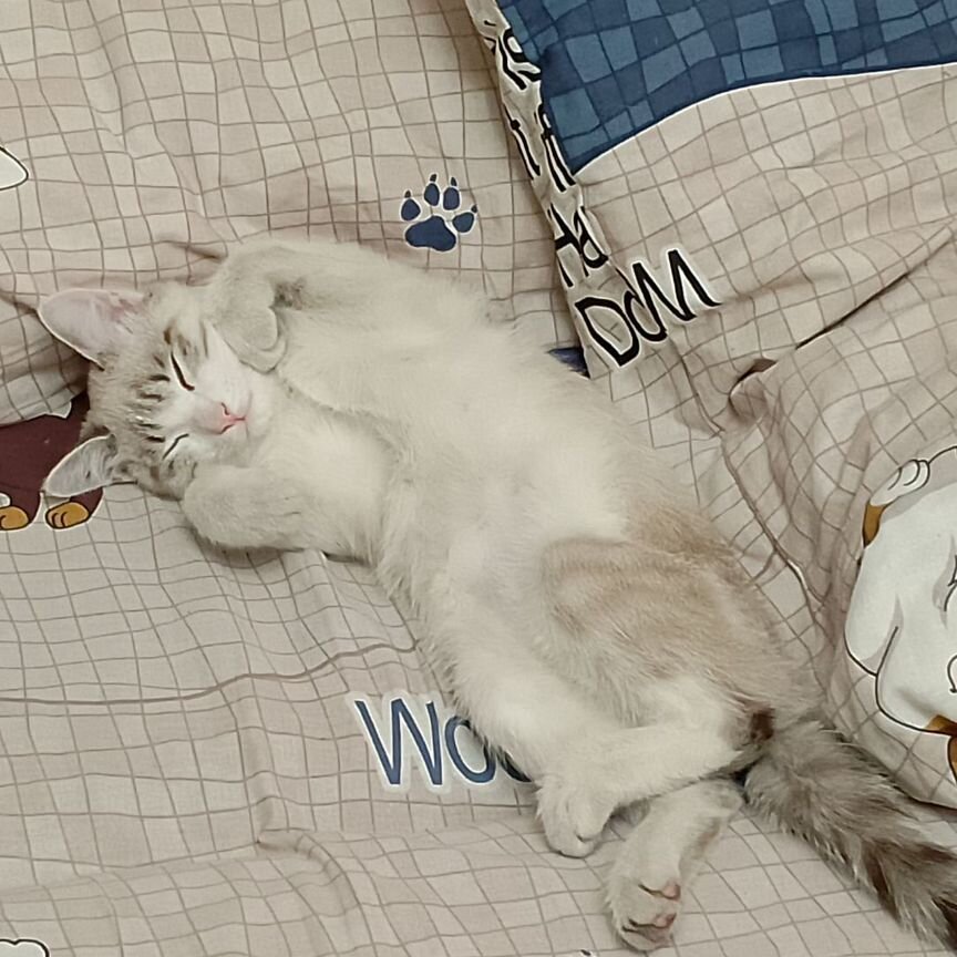 Отдаëм котëнка и кошку в добрые руки