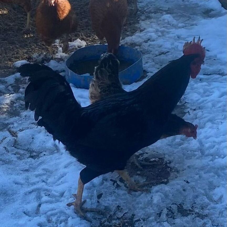 Молодые петухи