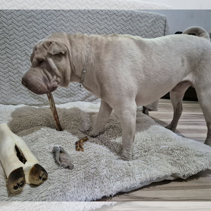 Шарпей вязка кабель