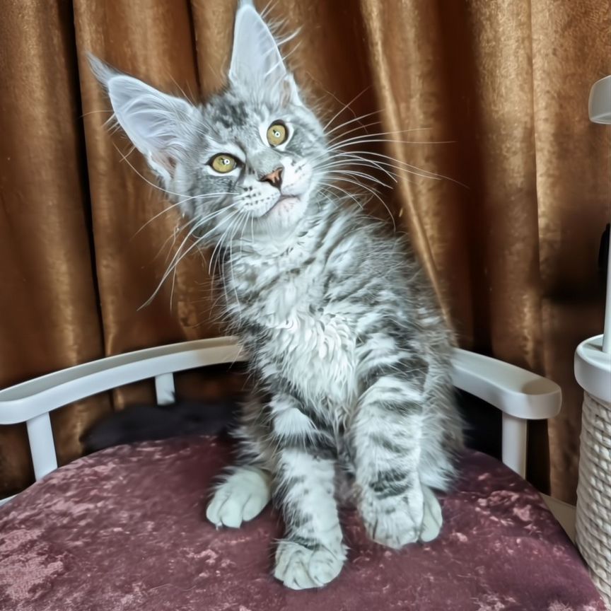 Мейн-кун котёнок