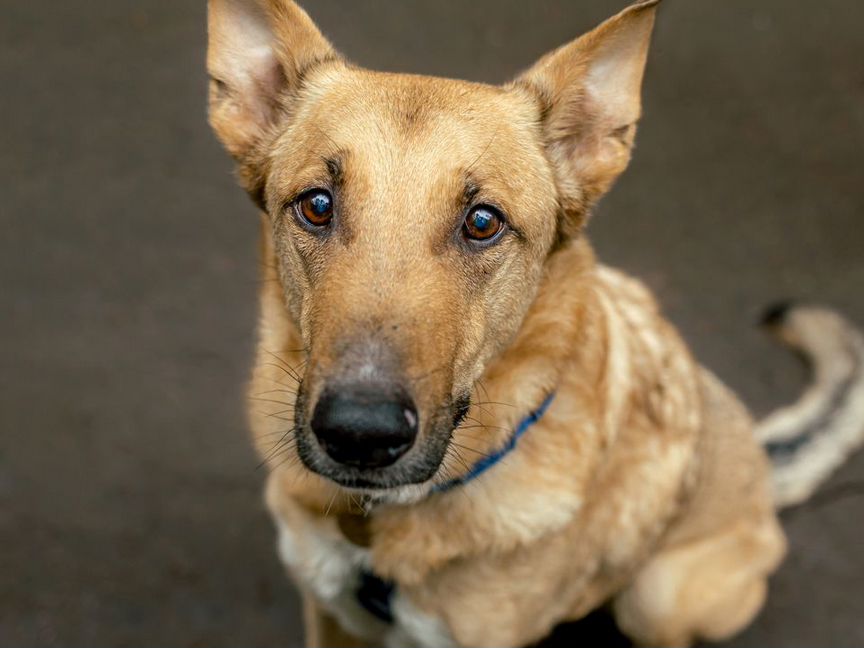 Собака в добрые руки