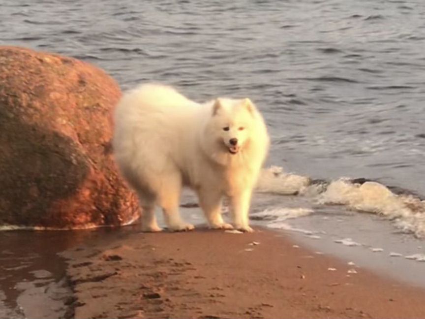 Самоед для фотосессии