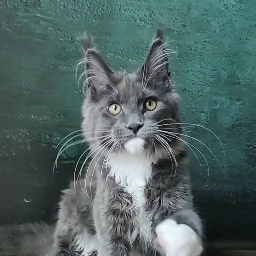 Котята мейн-кун