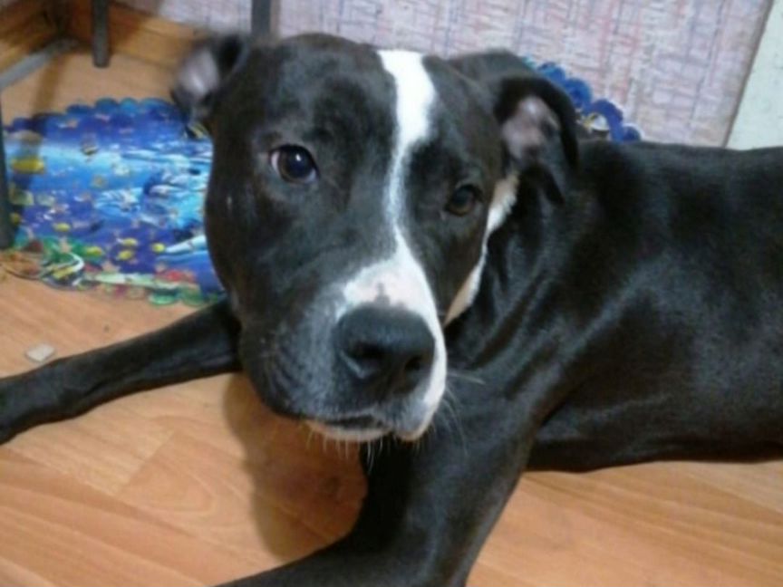 Амур в добрые руки