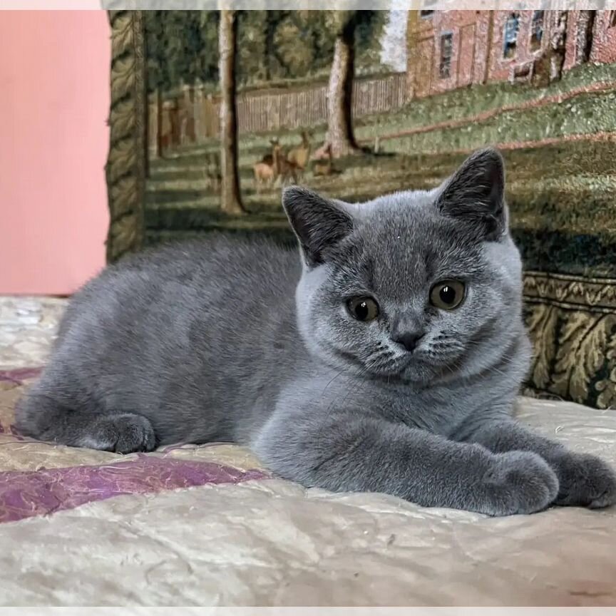 Британский короткошёрстный котёнок