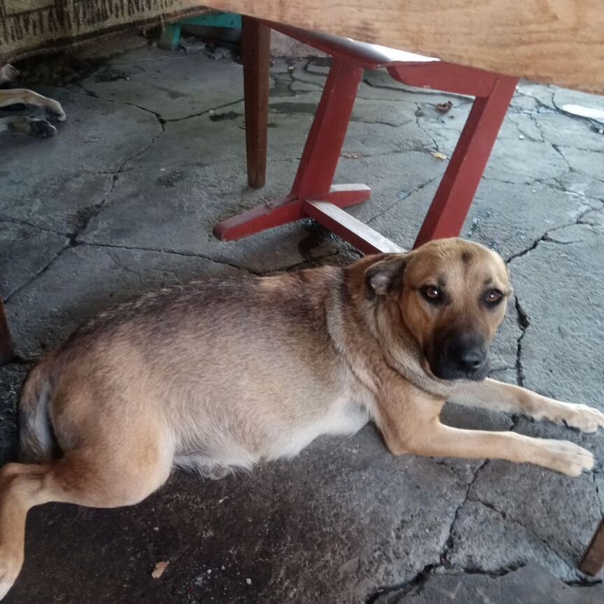 Стафард с пидбулем смесь