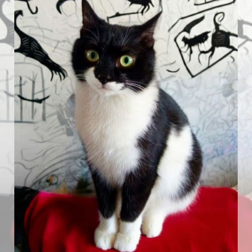 Взрослый кот в добрые руки