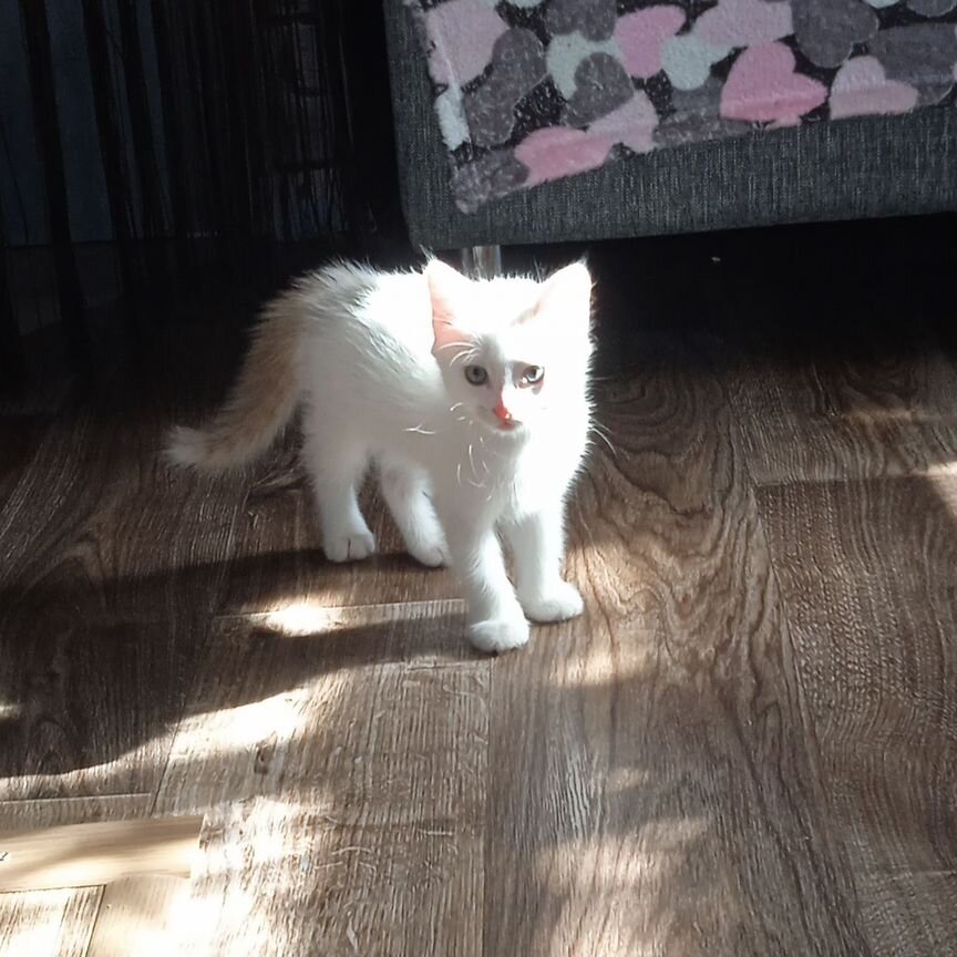 Котята в добрые руки бесплатно