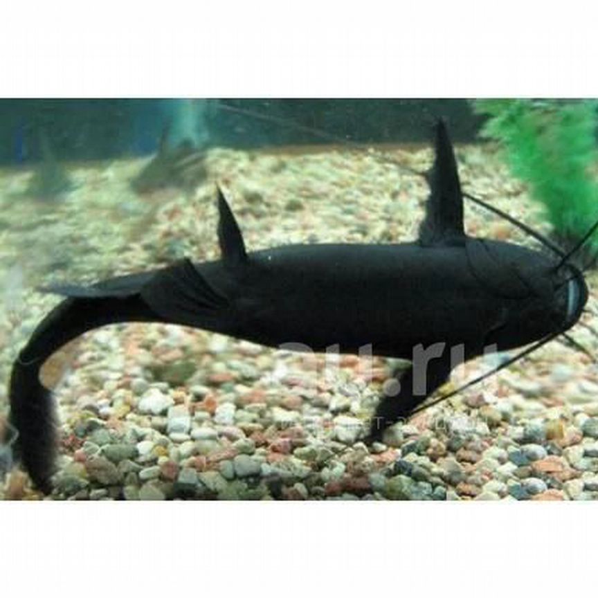 Сомы перевертыши