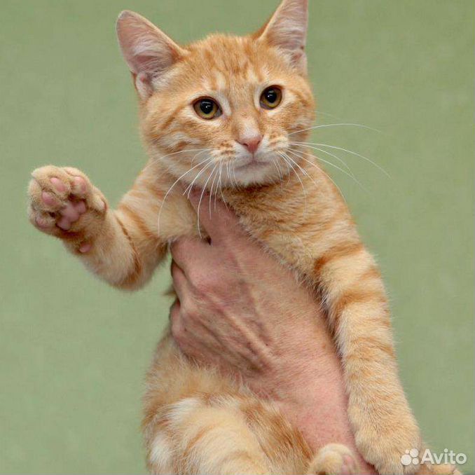 Котенок Апельсин 4 мес