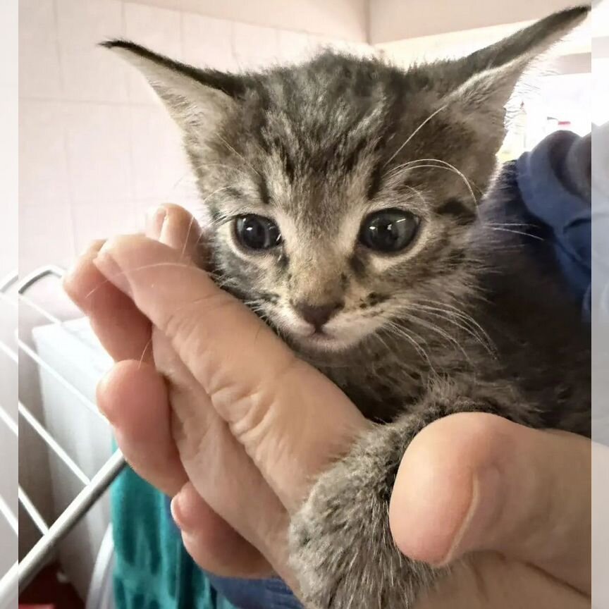 Котёнок в добрые руки