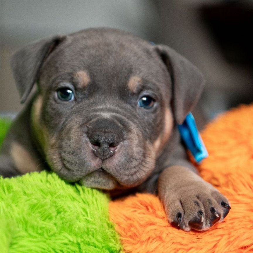 Американский булли, щенок