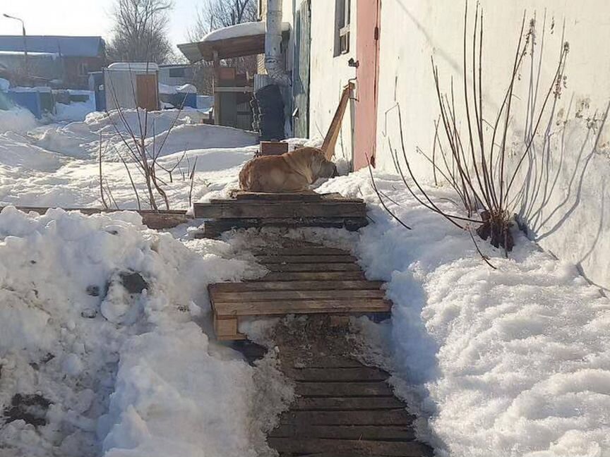 Найдена собака шарпей