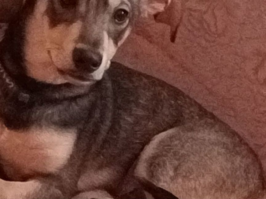 Собачка 3месяца породы такса плс болонка