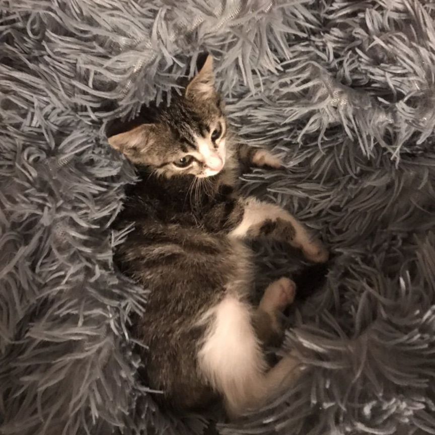 Котенок кот Кузя