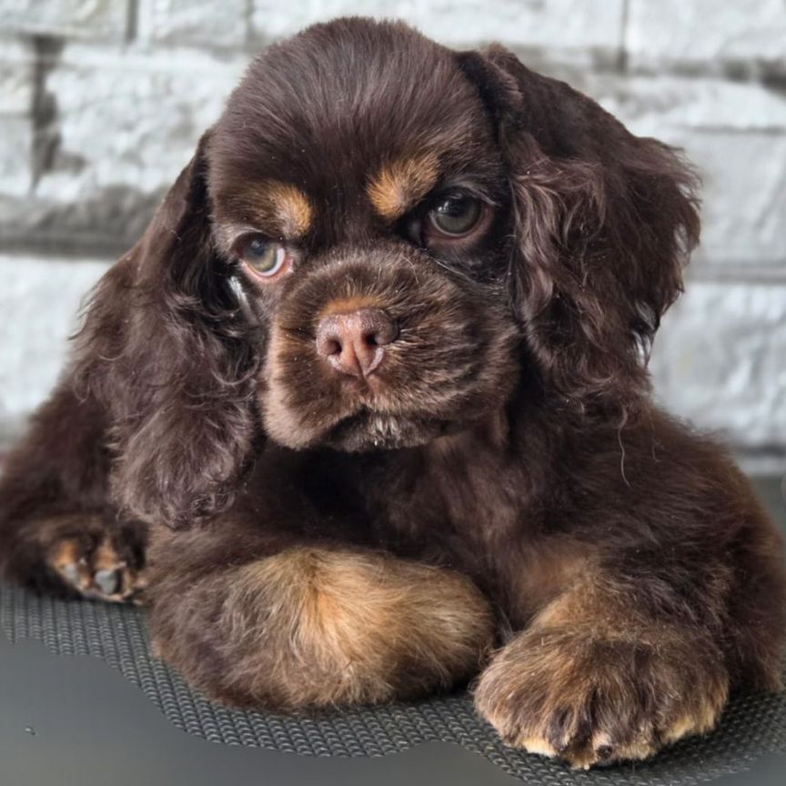 Американский кокер-спаниель, щенок