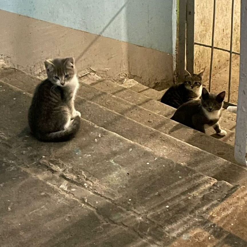 Котята котятки
