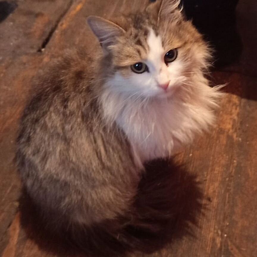 Найдена кошка