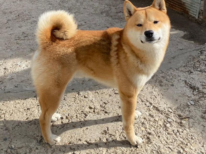 Кабель Сиба ину