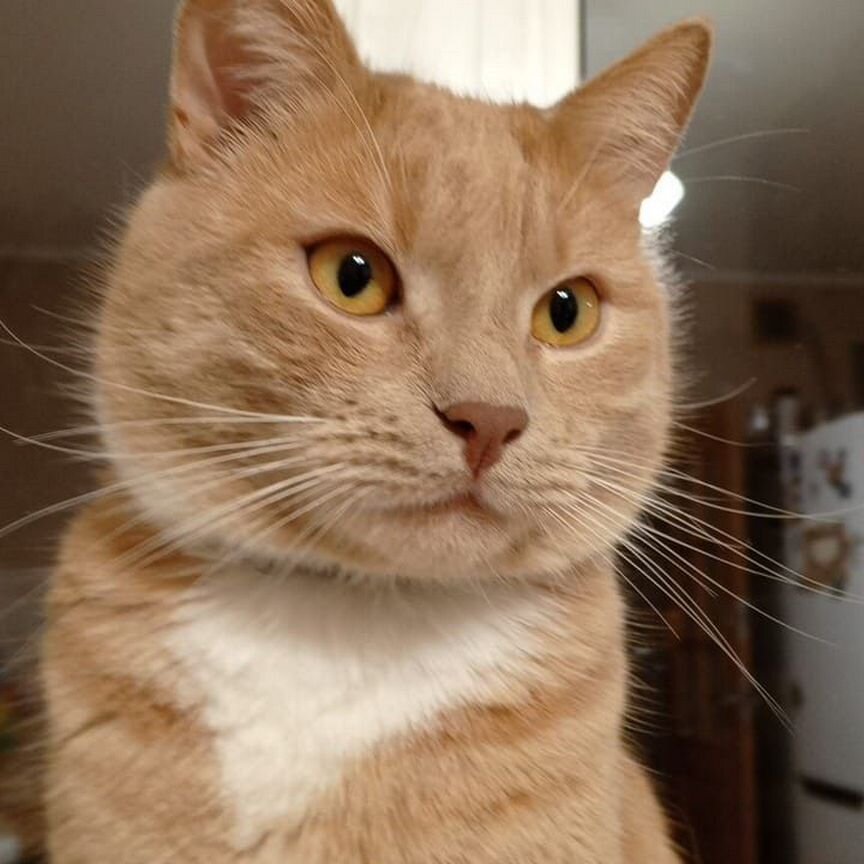 Потерялся котик