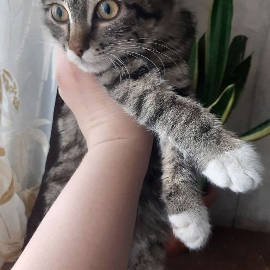Котенок ищет хозяев