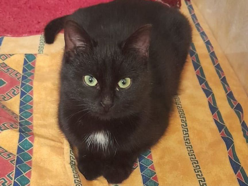 Мега ласковая кошечка в добрые руки