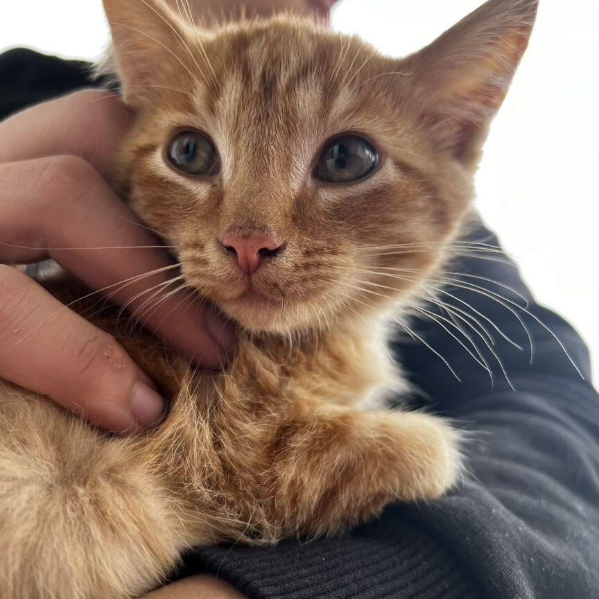 Рыжий мальчик 3 месяца