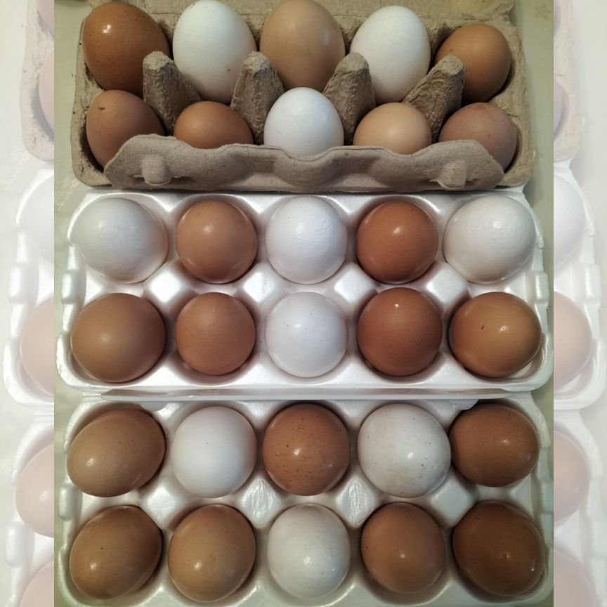 Куриные яйца для инкубации и еды