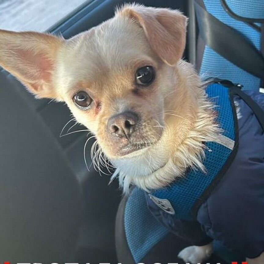 Чихуахуа, взрослый пёс