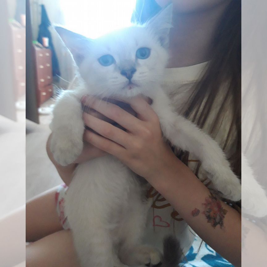 Котёнок