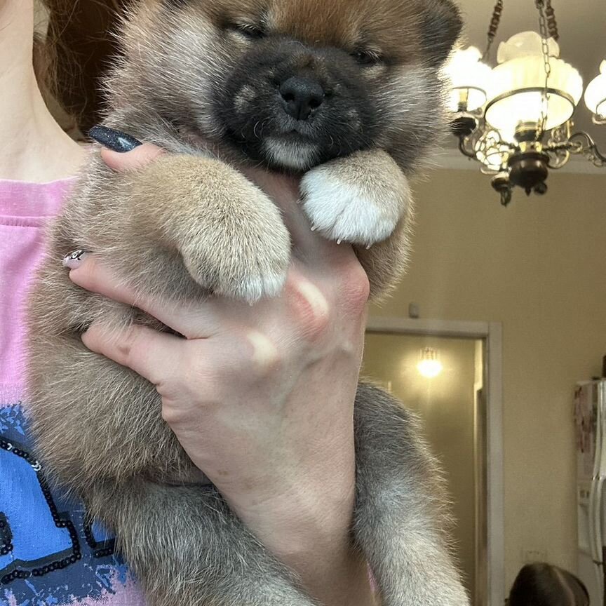 Сиба-ину, щенок