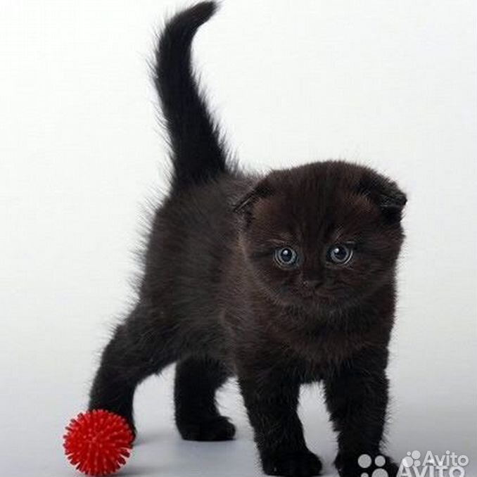 Черная вислоухая кошечка