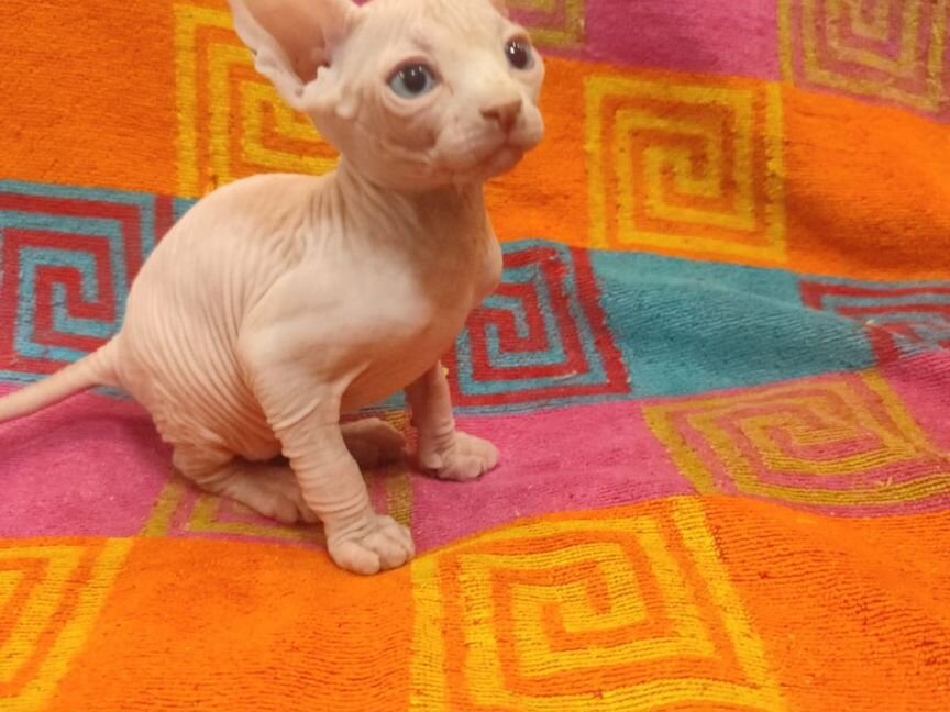 Канадский сфинкс