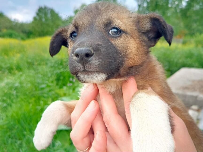 Дом не дом без собаки Разбирайте щеночков во двор