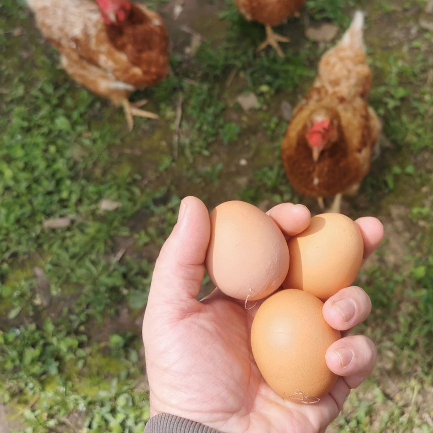 Живые Куры несушки продам