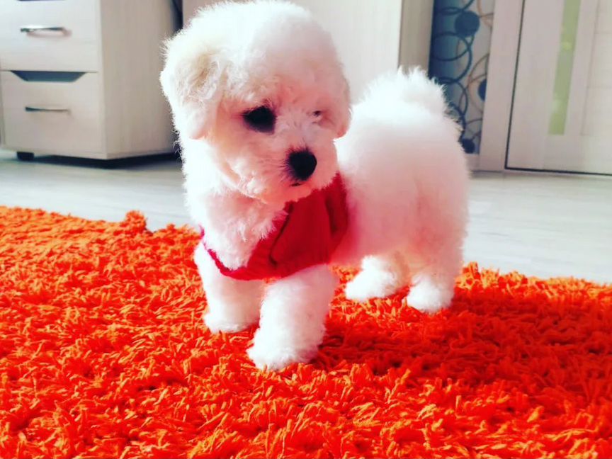 Щенки бишон фризе mini