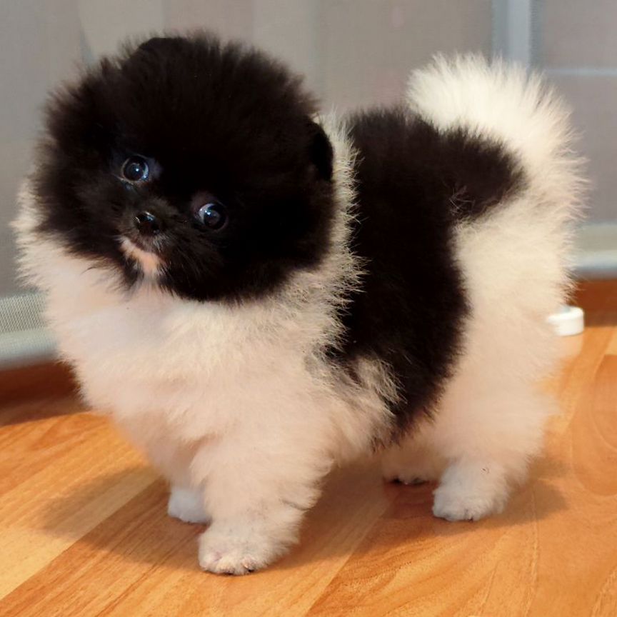 Померанский шпиц, щенок