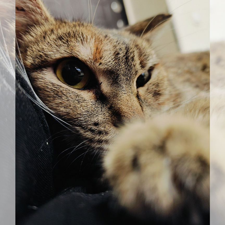 Молодая трёхцветная кошка 2года