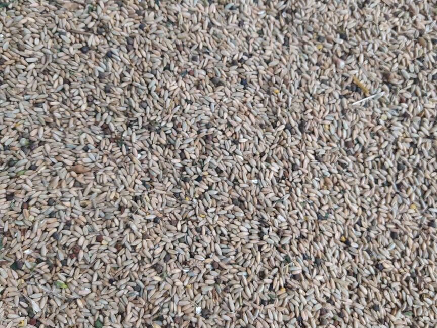 Рожь с викой