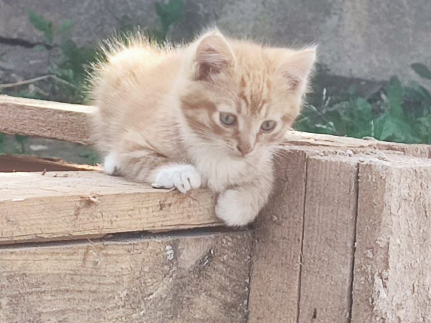 Кошка рыжая с голубыми глазами