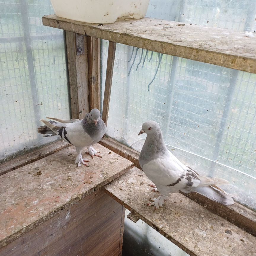 Голуби турецкие такла