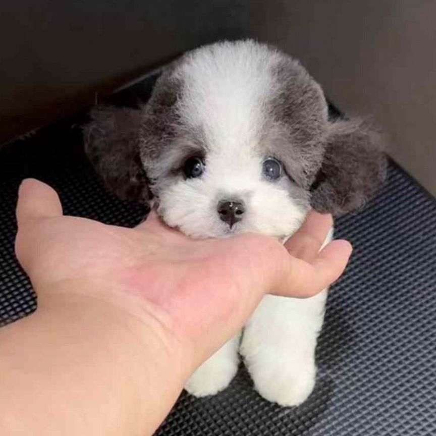 Пудель партиколор серебро&белый